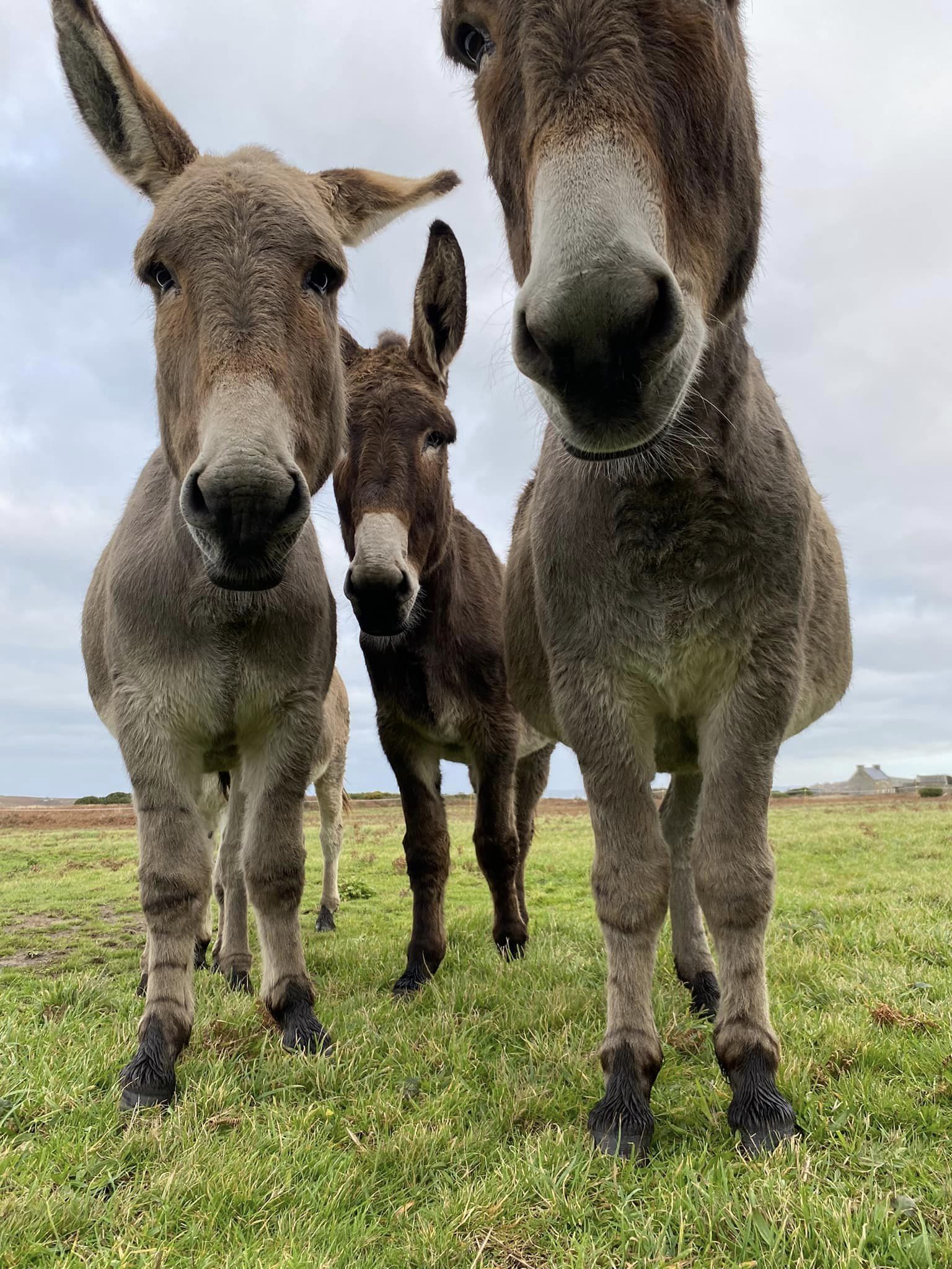 Ânes et plantes sauvages – Melus Moudez Ouessant